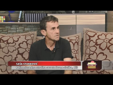Srbija online – Sasa Stankovic (TV KCN 22.08.2022) – Televizija ...